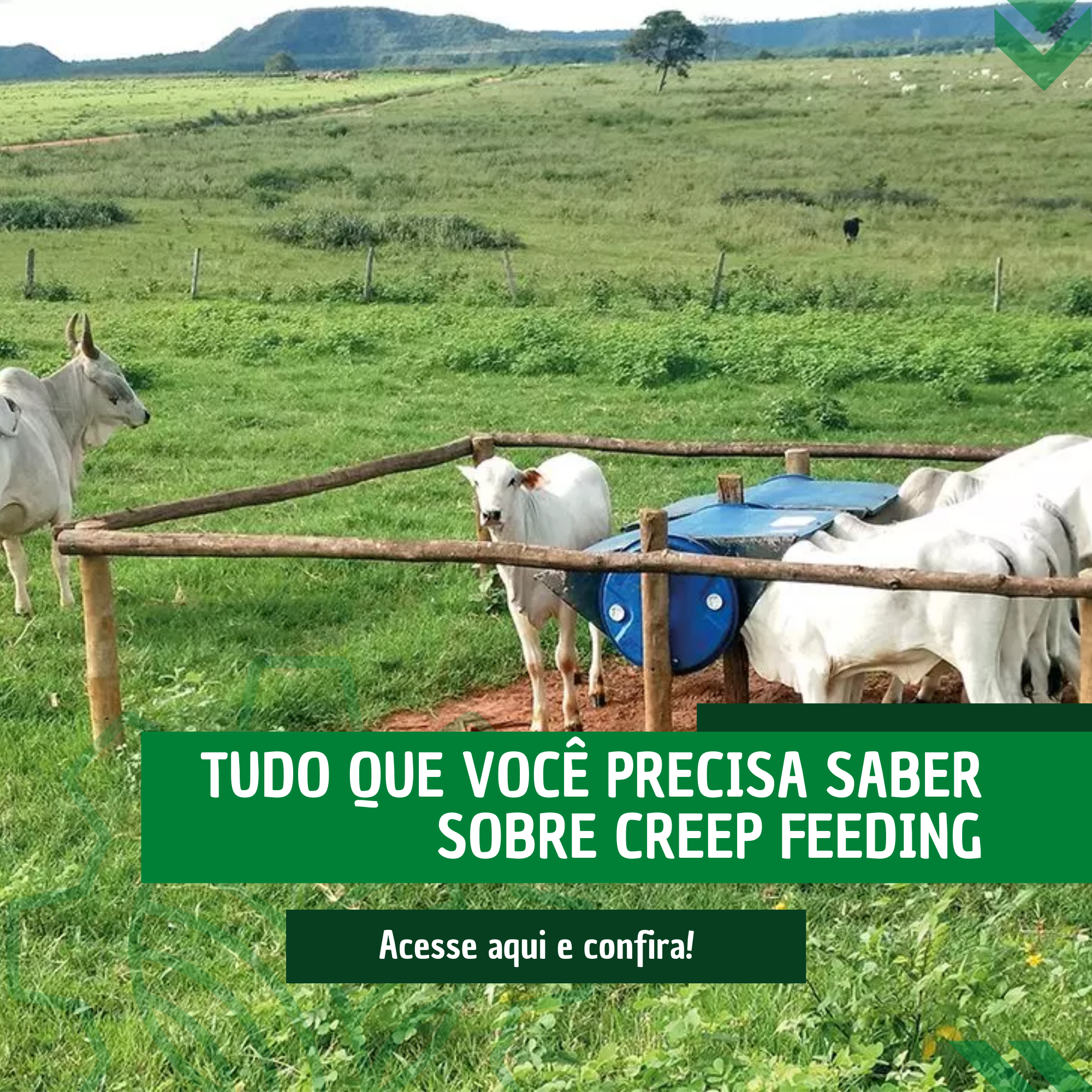 Creep Feeding: Tudo que você precisa saber. - Tecbov