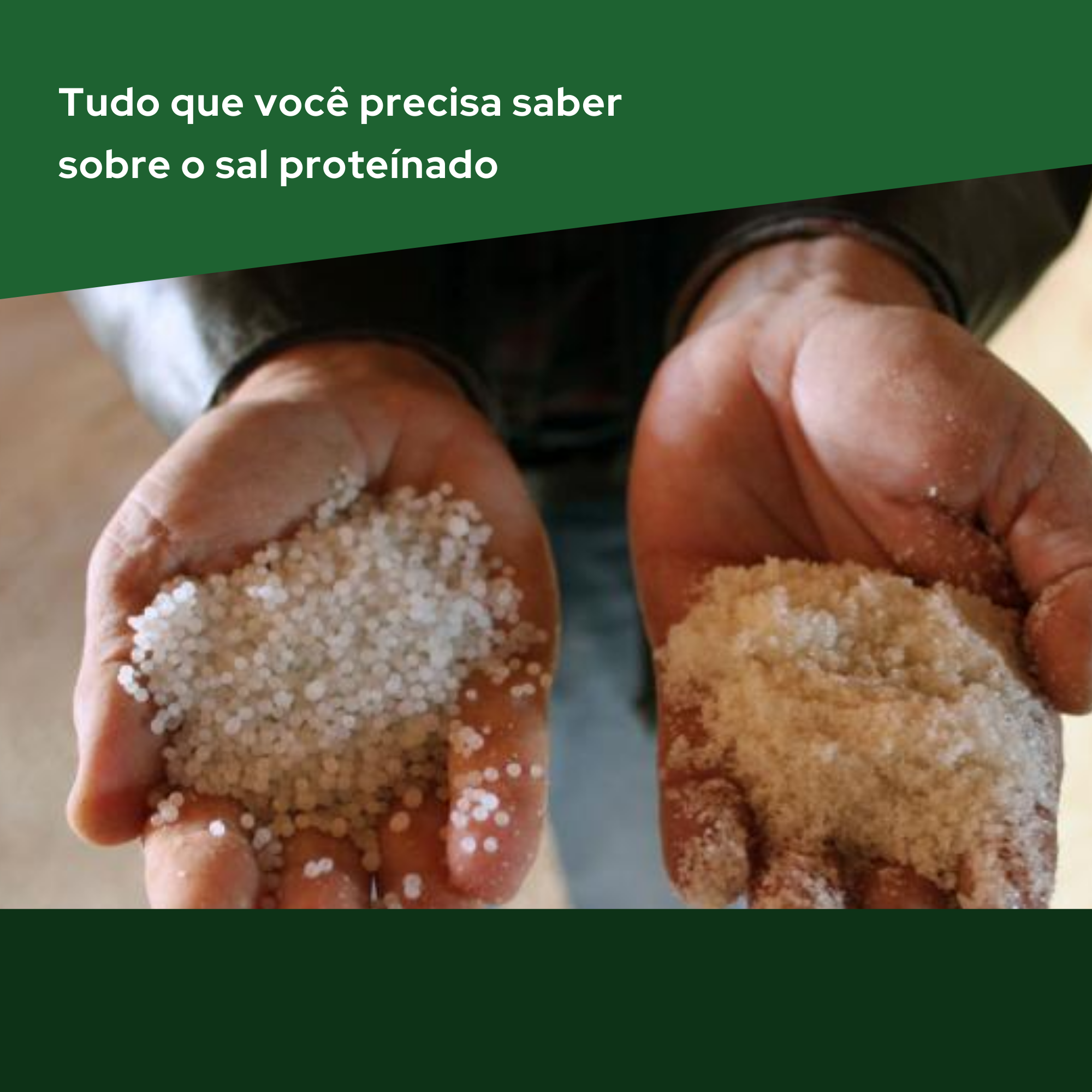 Sal proteínadoTudo que você precisa saber sobre o - Tecbov
