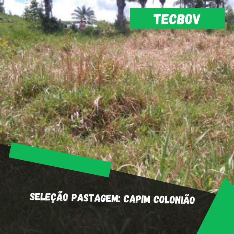 Seleção Pastagem: Capim Colonião (Panicum maximum) - Tecbov
