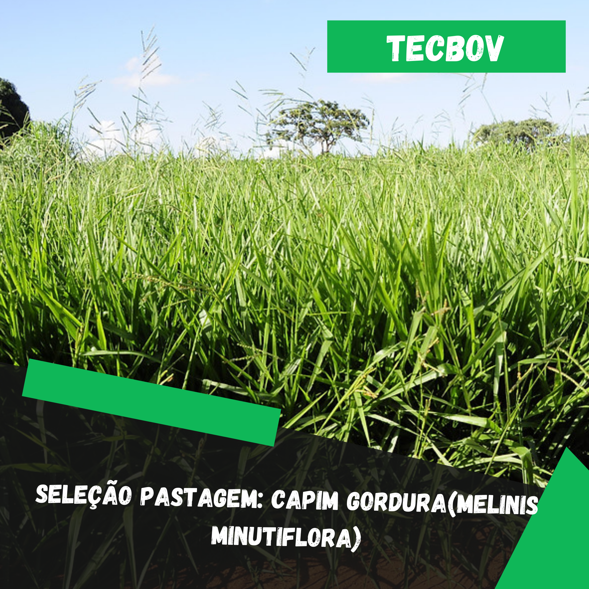 Seleção Pastagem: Capim Gordura(Melinis minutiflora) - Tecbov