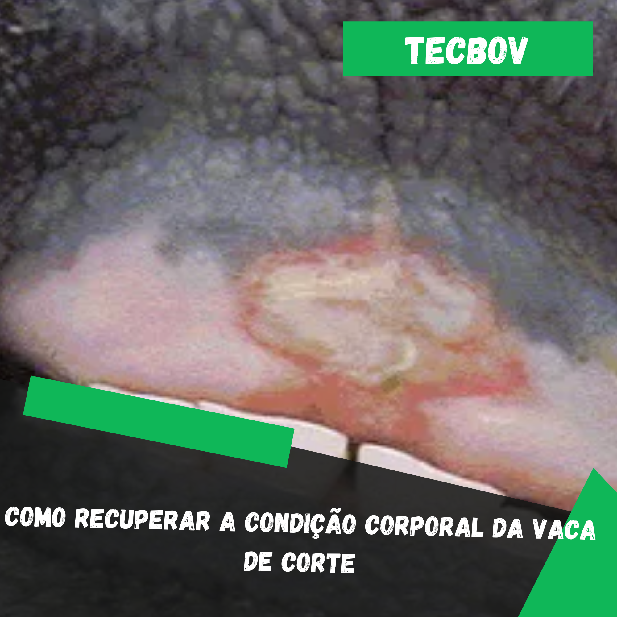 Febre aftosa: Causas, sintomas e tratamento - Tecbov