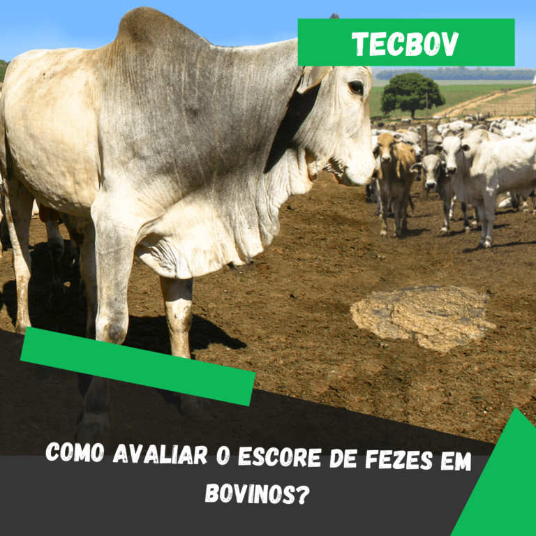 Como avaliar o escore de fezes em bovinos? - Tecbov