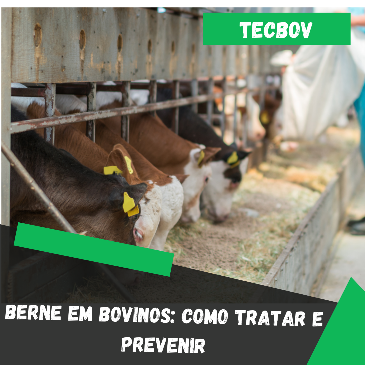 Berne em bovinos: como tratar e prevenir - Tecbov